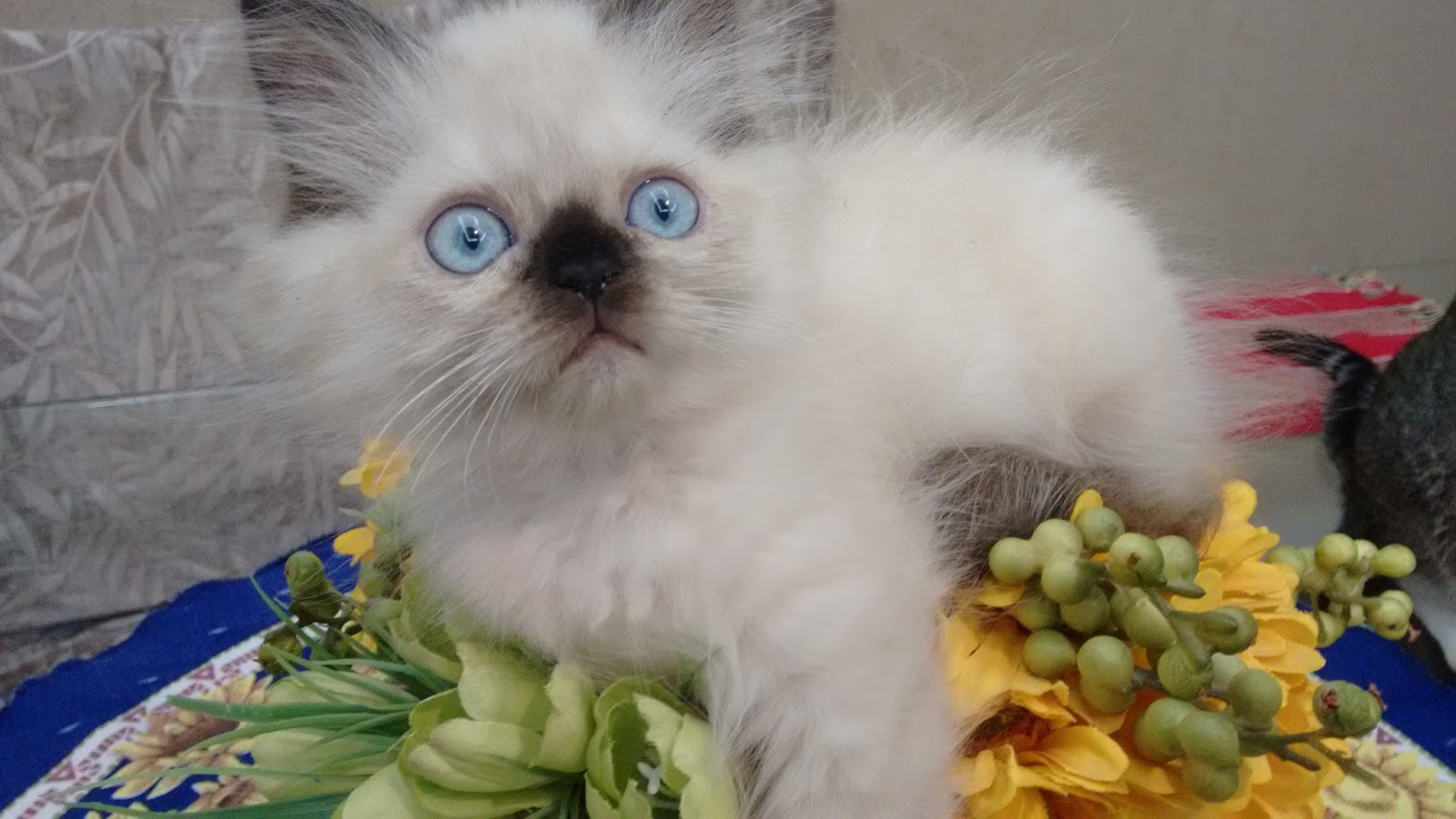 Persa do Himalaia e seus encantos