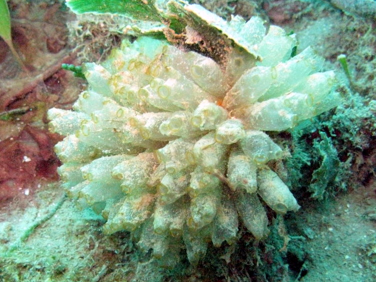 Taxonomía Chordata: Clase Ascidiacea