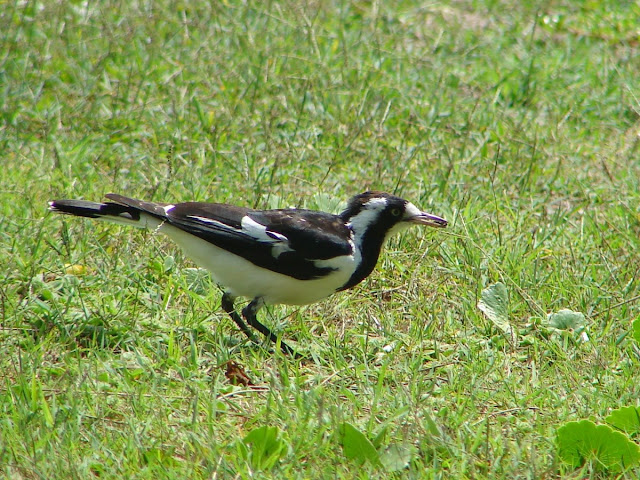 Snap Happy Birding: Australian Magpie-Lark + Masked Lapwing (Plover)