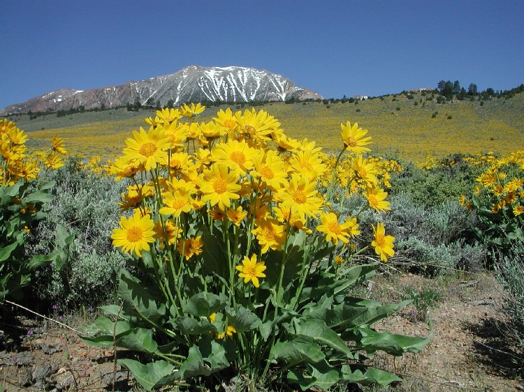 The Herb Hound: ARROWLEAF BALSAMROOT