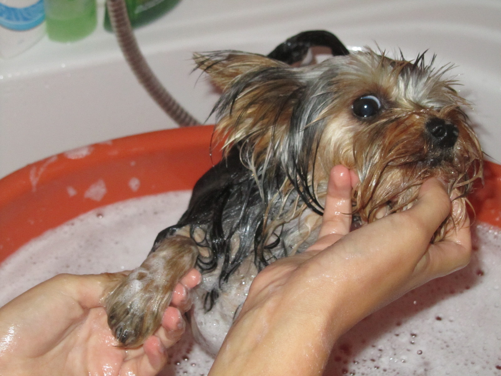 Buddy - Yorkshire Terrier: Pielęgnacja yorka