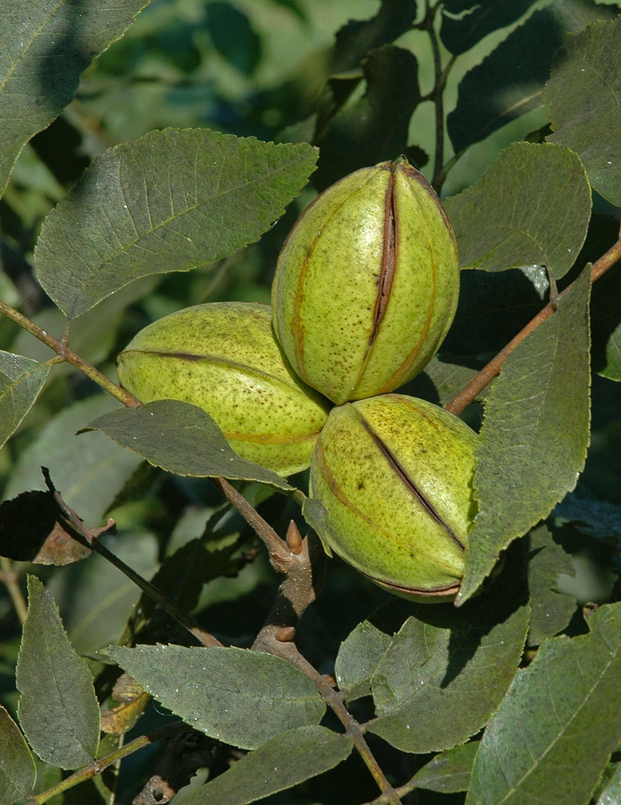Northern Pecans: More early ripening pecans split shuck