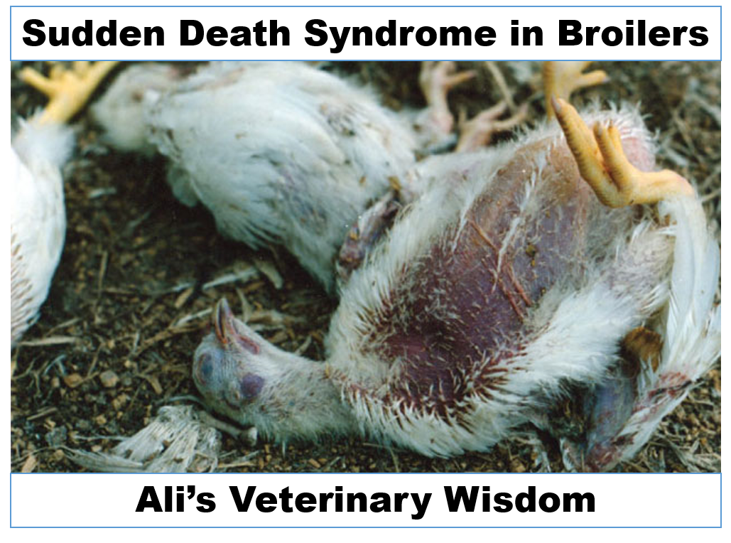 Causes Of Death In Broiler Chickens at Winston Blanton blog