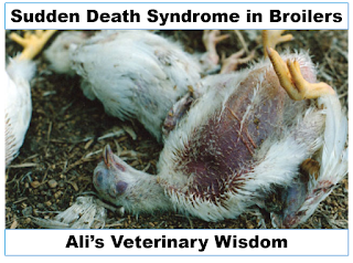 Sudden Death in Broilers - Metabolic Load on Modern Broilers
