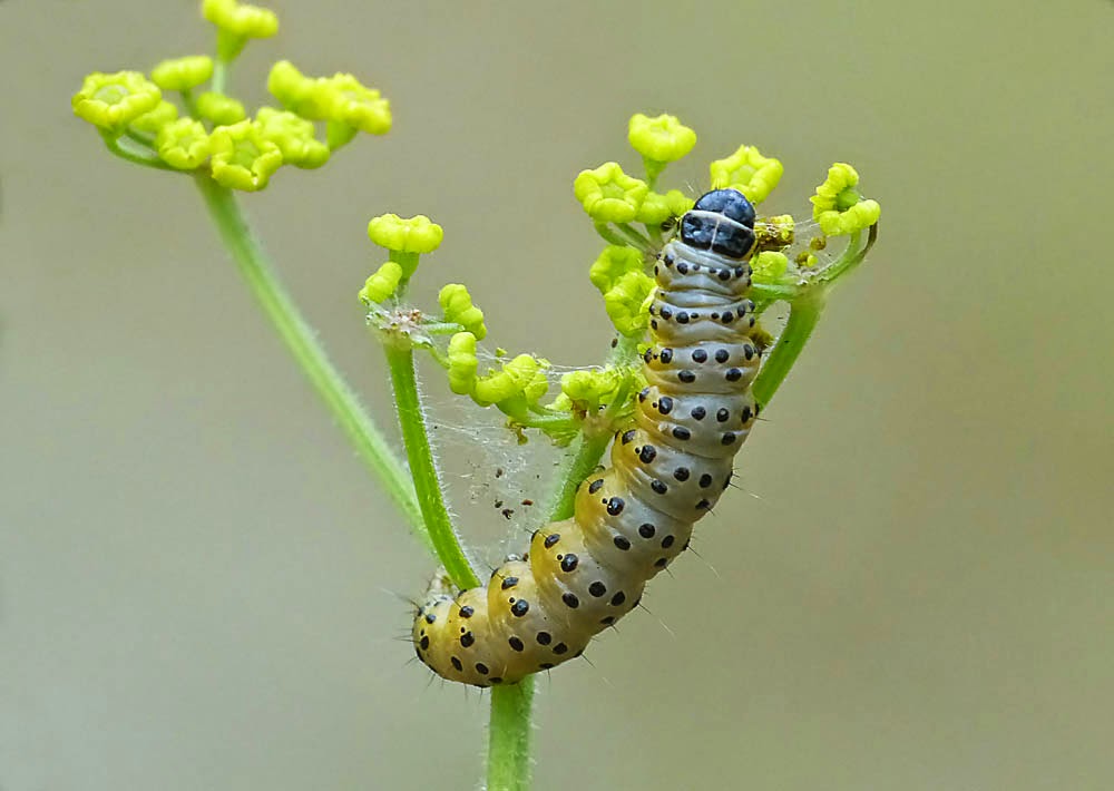 Charlie's moths of Calderdale.: PARASITIC WASPS PART TWO