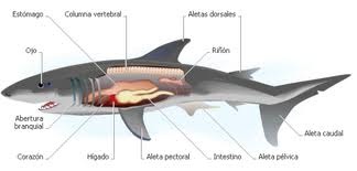 generalidades de los animales del zoologico de barranquilla ...