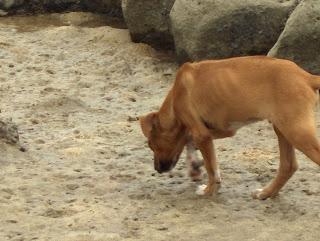 Samoa Revisited: Lupe Ieremia and The Village of Falelatai