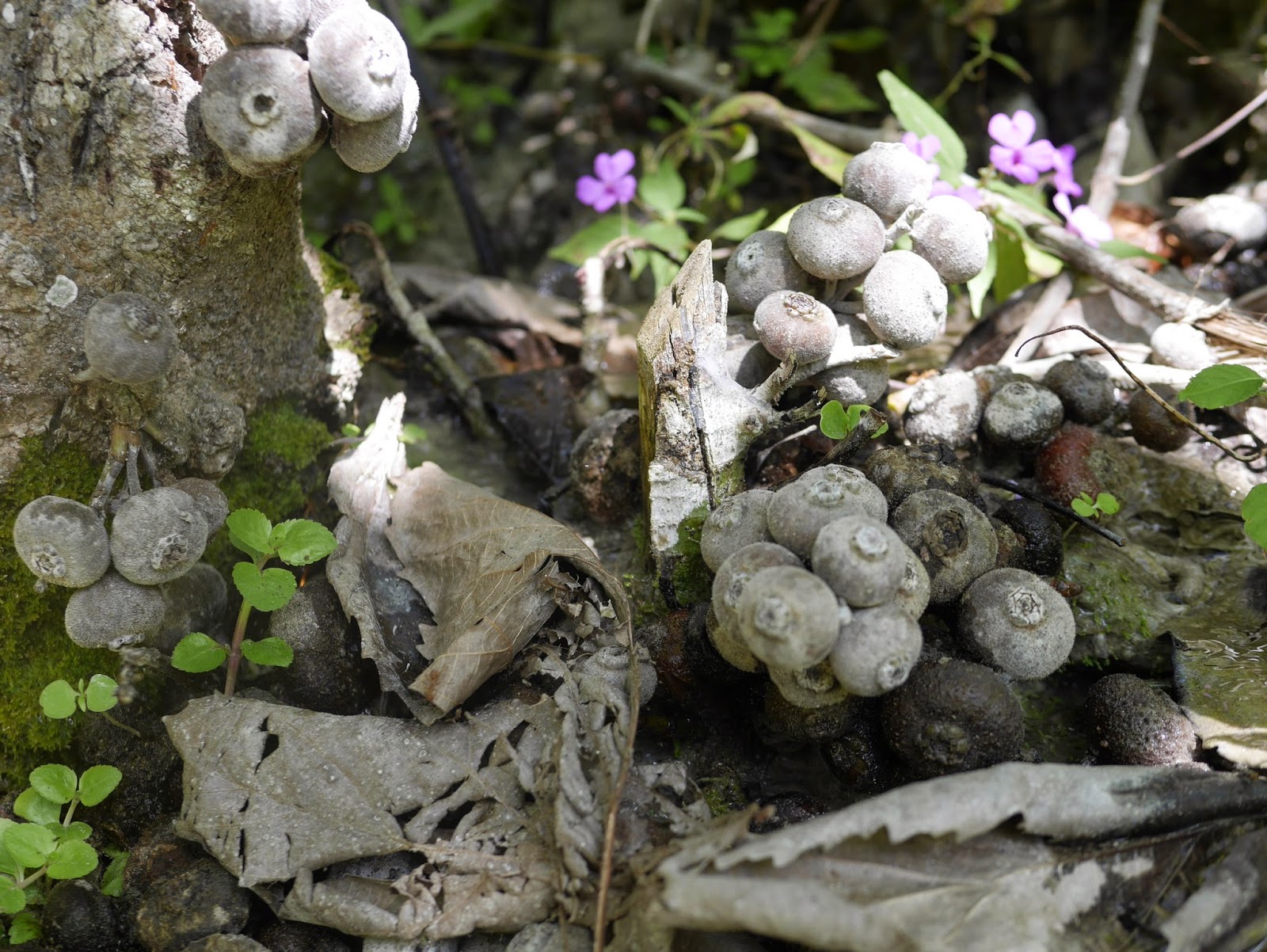 Bua Tong Sticky Waterfalls - Backwoods Mama