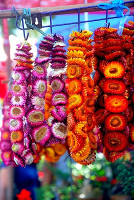 Filipino Way: Everlasting Flower in Baguio