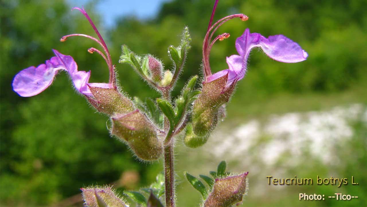 Medicinal Plants: Teucrium botrys, Cut Leaved germander, bengranat ...