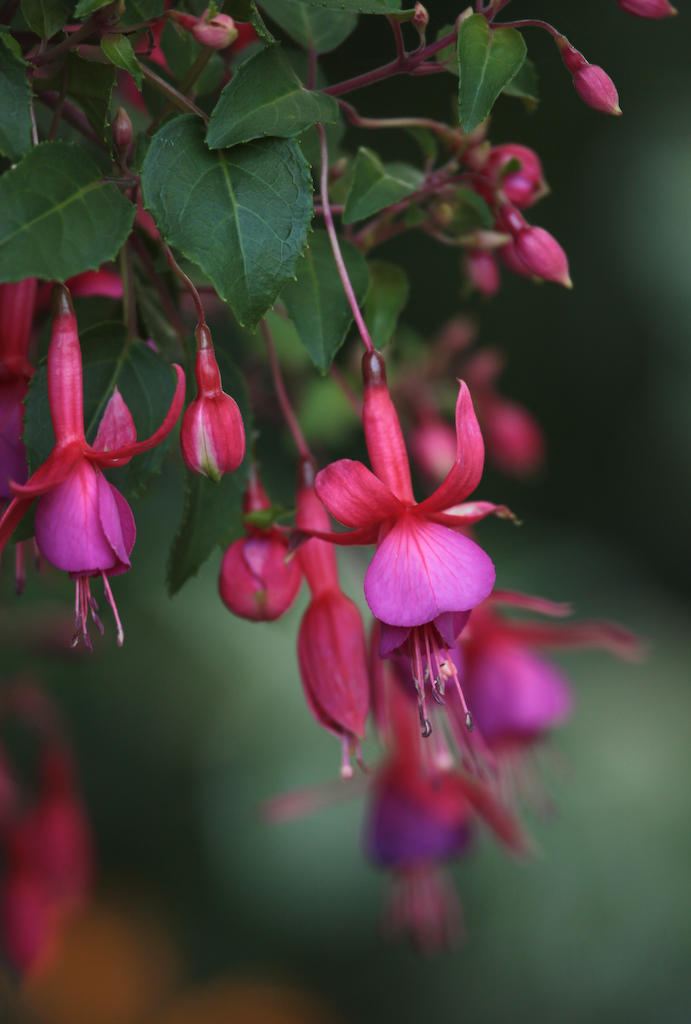 Fortnam Gardens: Bloom Day - August 15, 2012