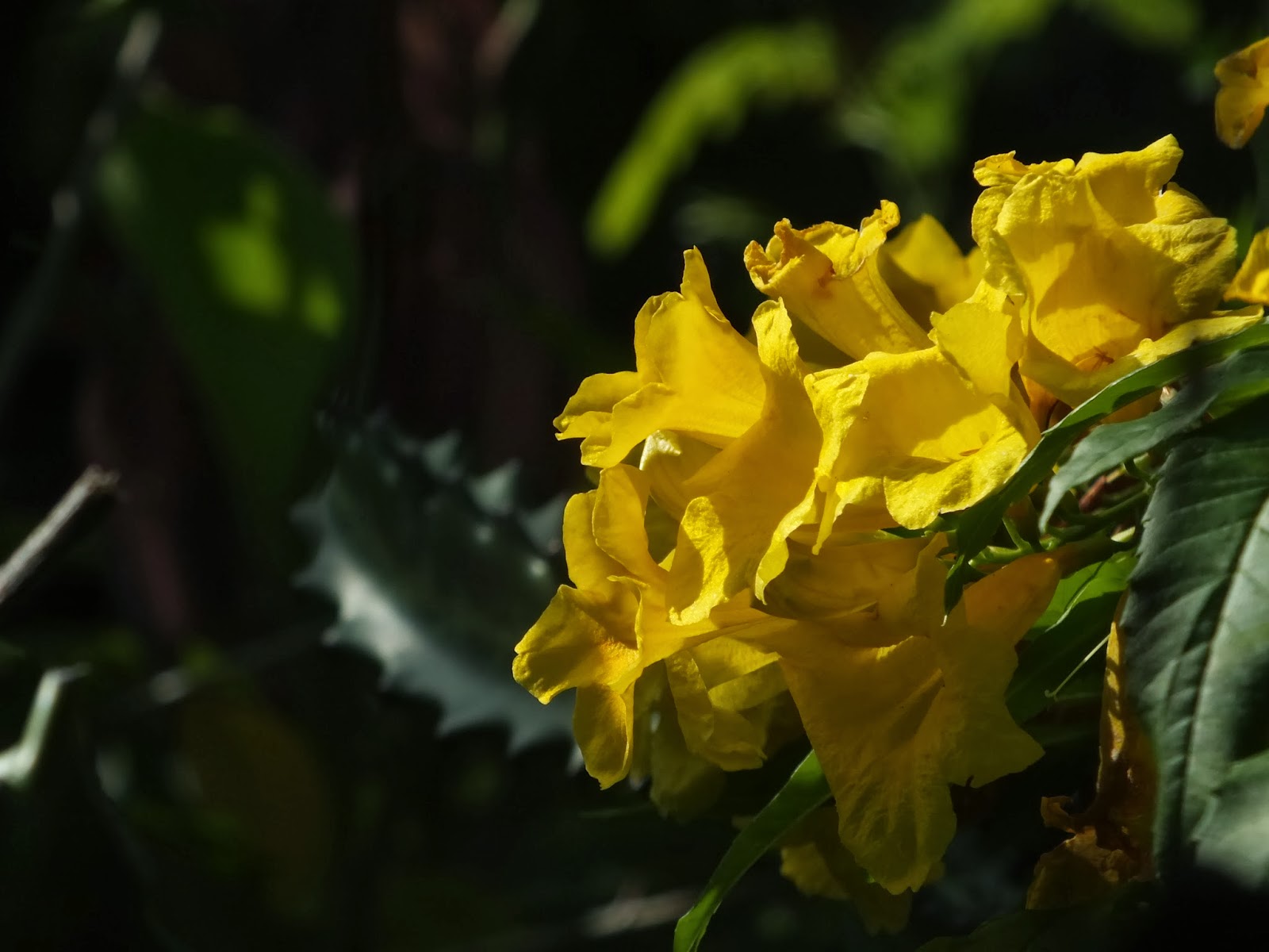 Photography with Dr. Ernie.: Yellow Bignonia, Tecoma stans