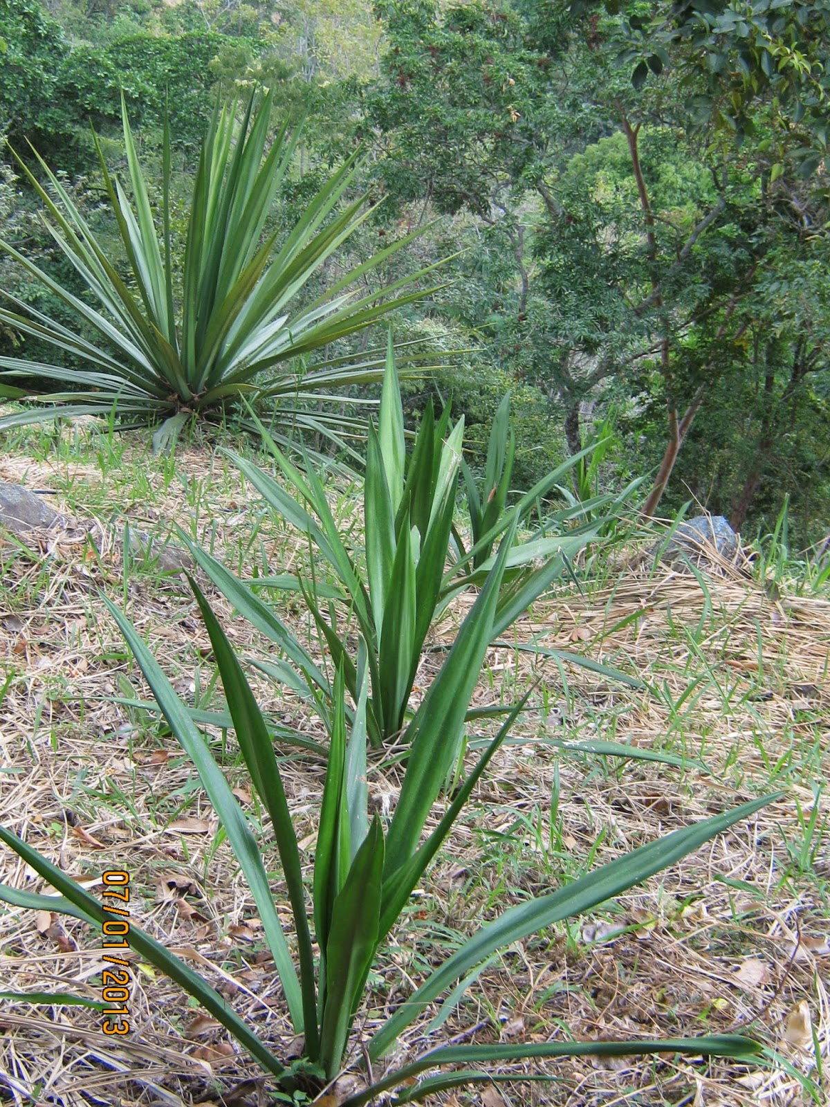 AGRO INDUSTRIA - IMANART: FIQUE O AGAVE - AGROINDUSTRIA IMANART