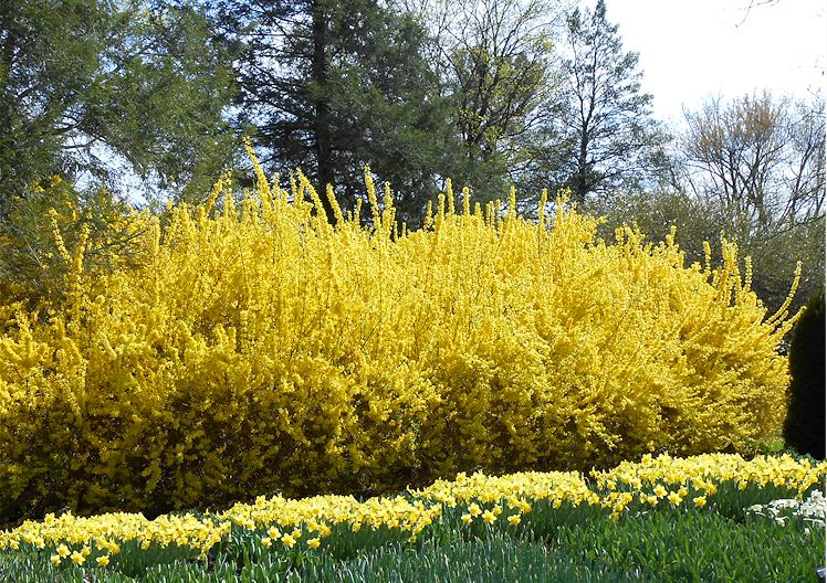 My Virtual Garden: Longwood Ga