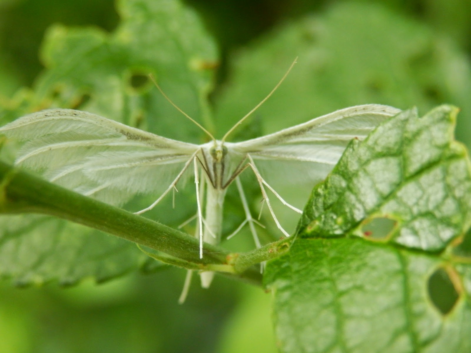 White Plume Moth