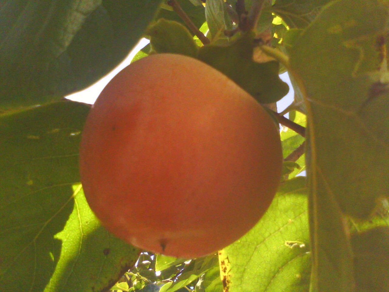 ALLISSONECOMPANHIA: " Dióspiro"