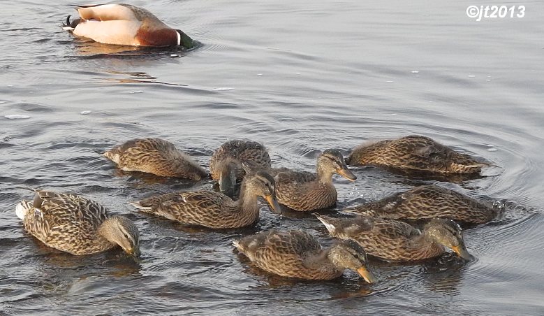 Simply Superb Swans: Duckling Fracture Success