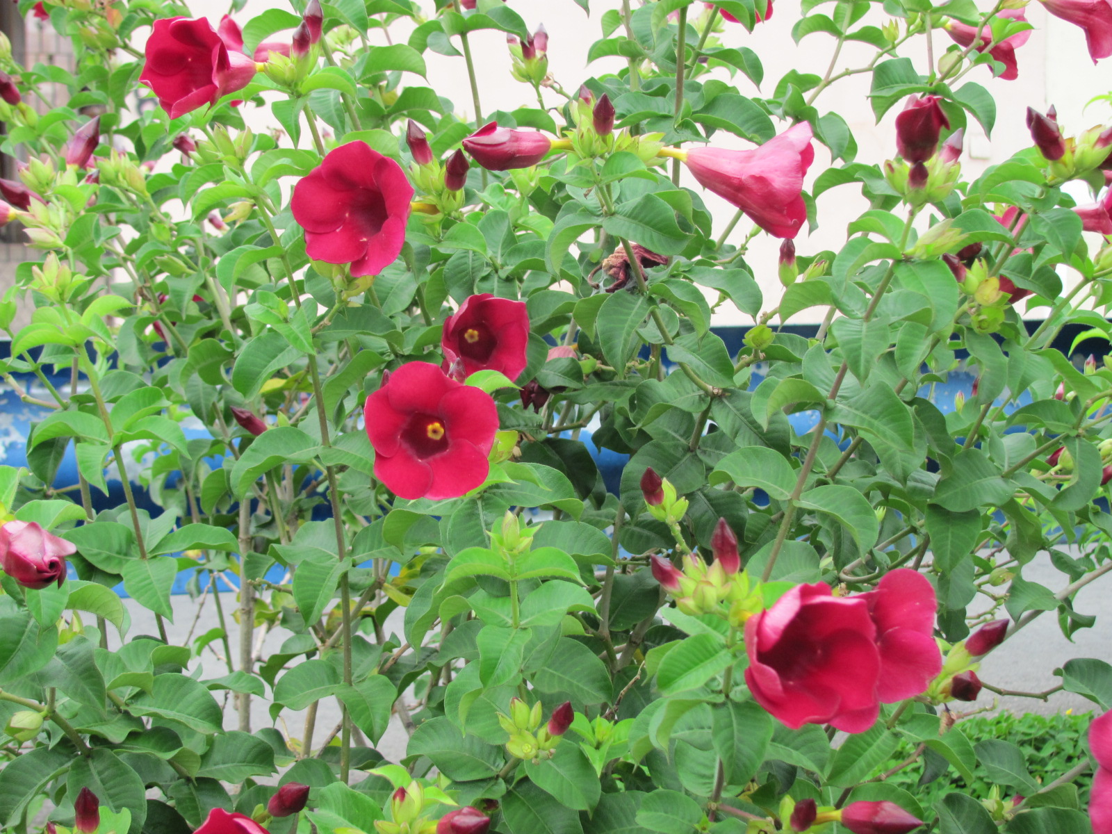 Simplesmente Fascinante: Allamanda Blanchetti - vulgo alamanda Roxa.