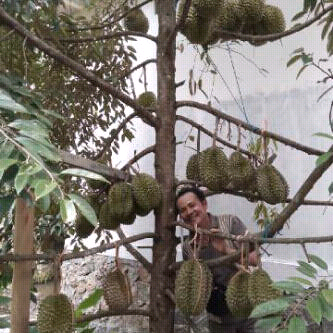 Semua tentang Durian: Durian Bawor