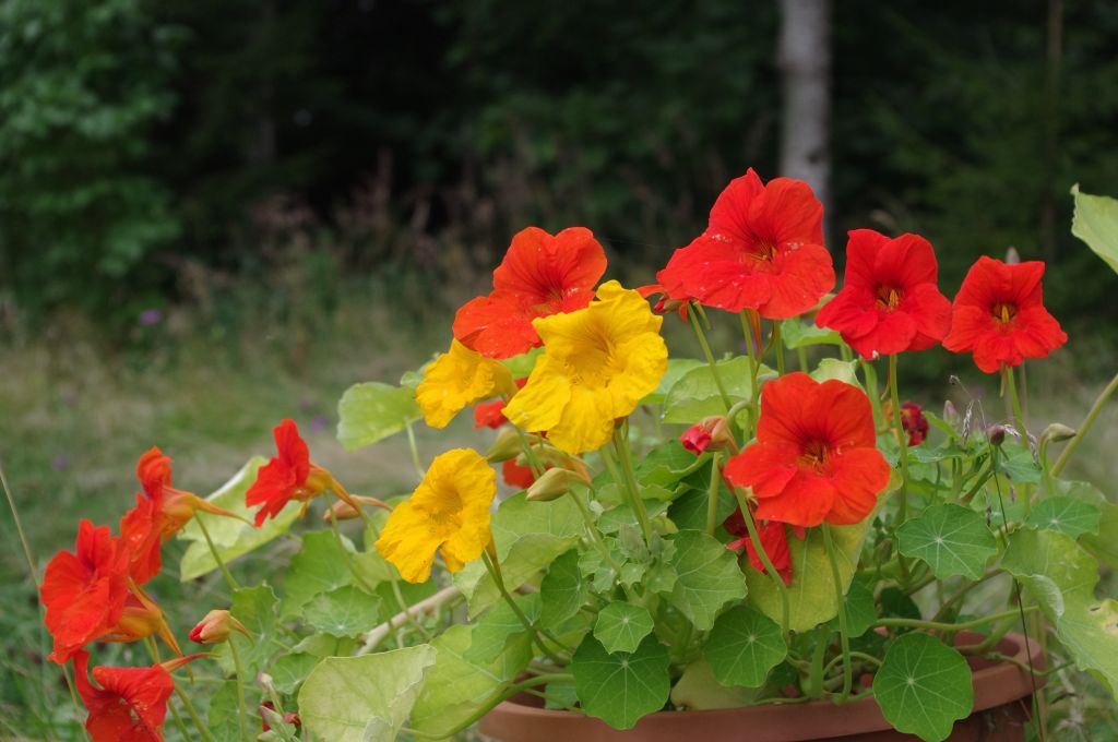 roos on roos: Sügise poole lilled...