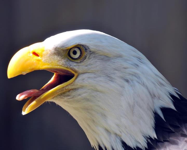 Louisiana Swamp Tours: Bald Eagles on Louisiana Swamp Tours