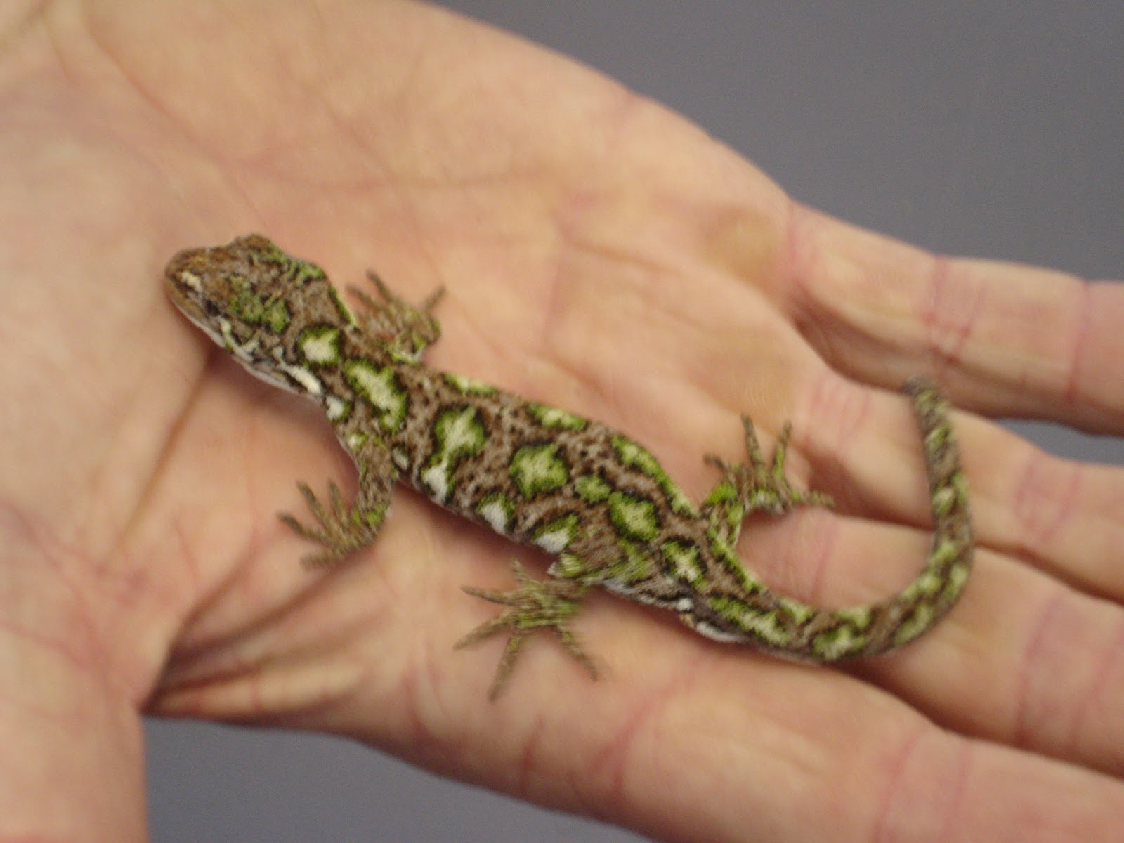 Fearless Four: Gecko Visit Fearless Four