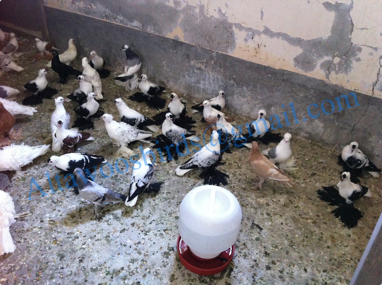 Al Tawoos Birds: Saxon Fairy Swallow - Swallows for sale