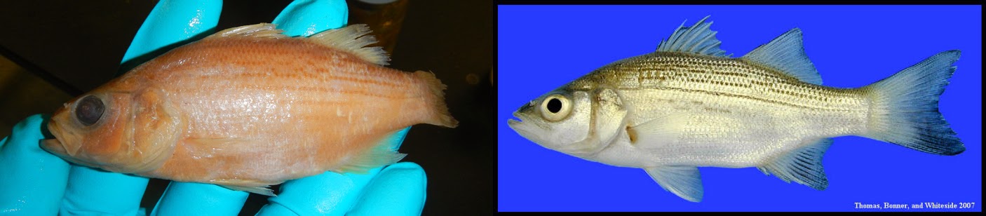 JCU Aquatic Resources : Catch of the Day: The Fish Families of Ohio