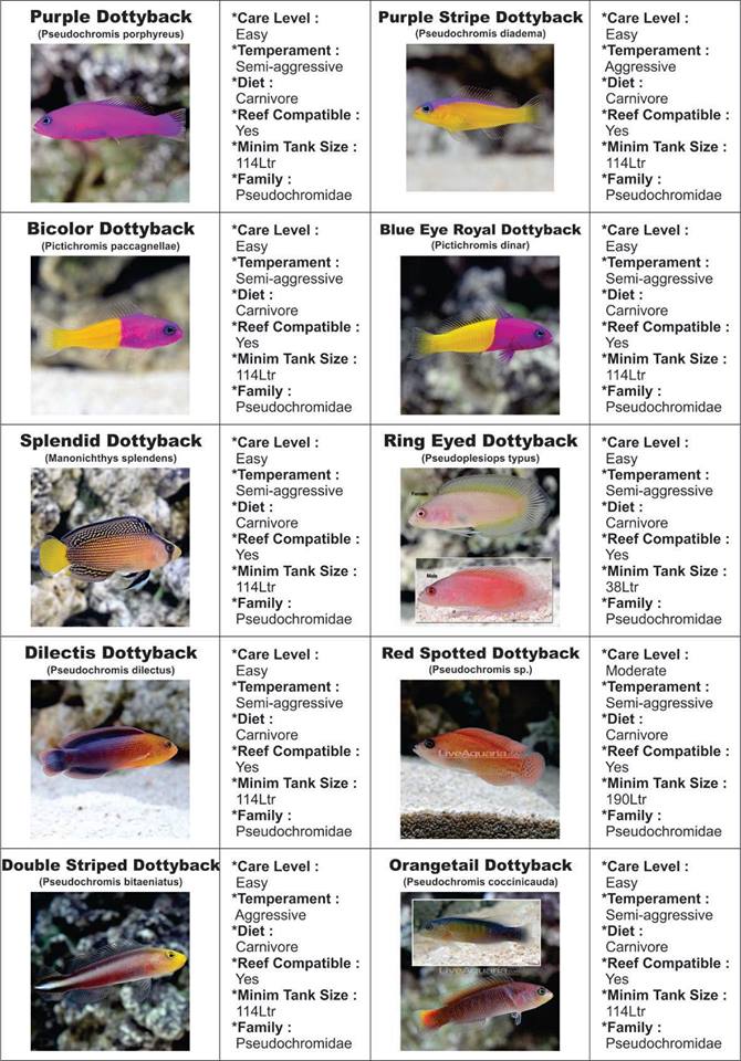 hardy boy: Coral Reef Fish Names