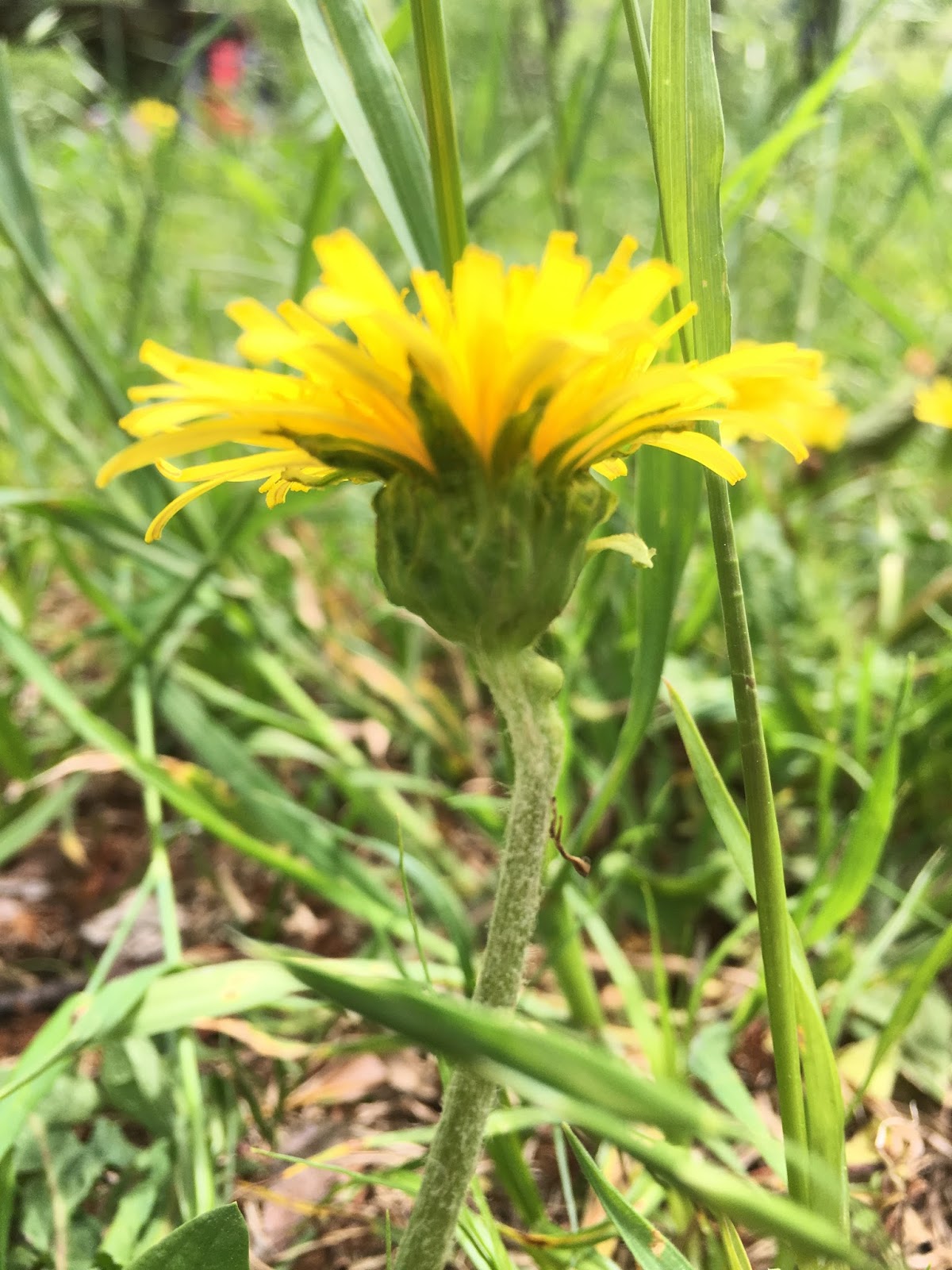 Dandelions, Tampopo, and Noodles