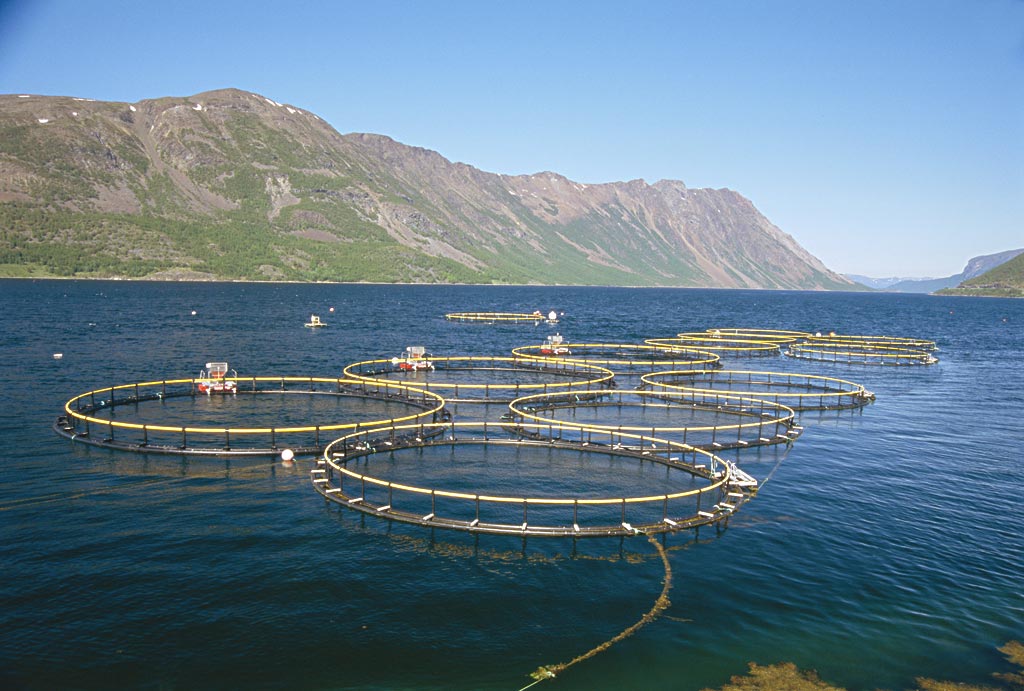 How to Start a Commercial Fish Farm