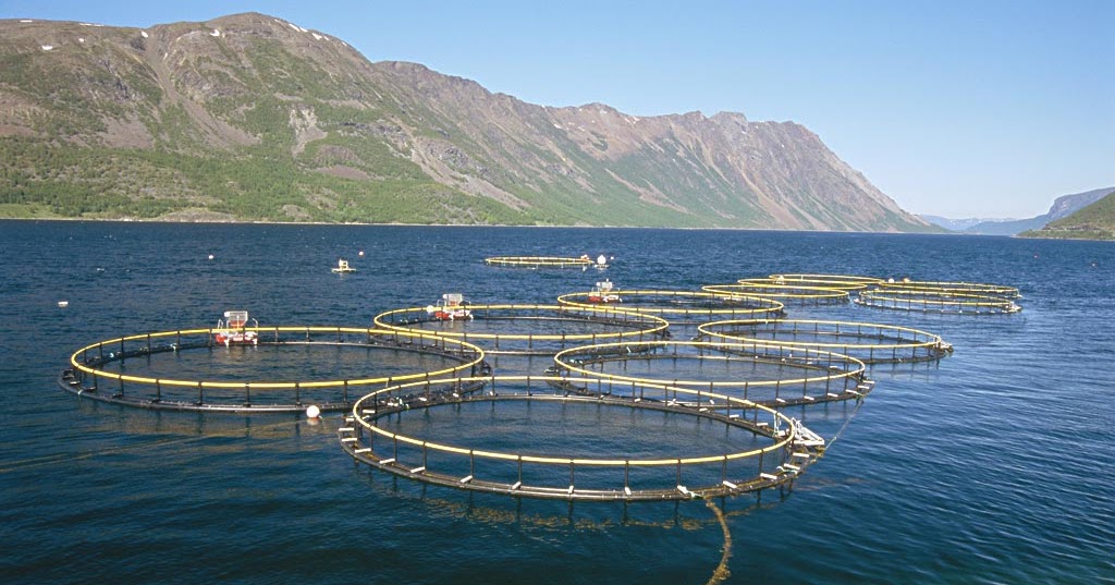How to Start a Commercial Fish Farm
