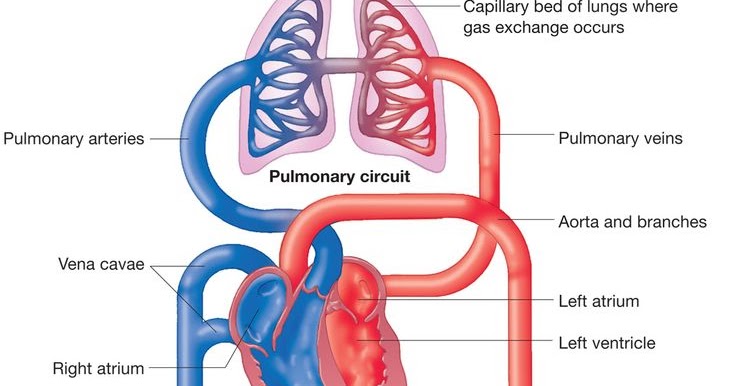 Adaptations of Heart and Peripheries to Cardio