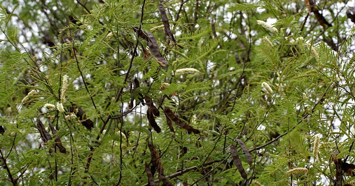 கருங்காலி மரம் மருத்துவ பயன்கள் - Karungali Maram - ஔசதம் - OWSHADHAM