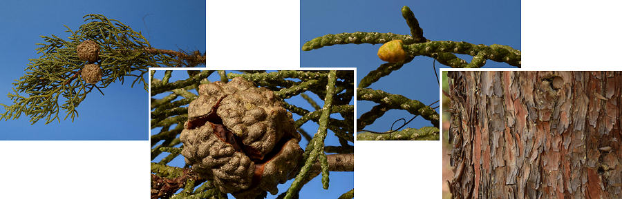 Northwest Conifer Connections: Oregon's Rare Cypress