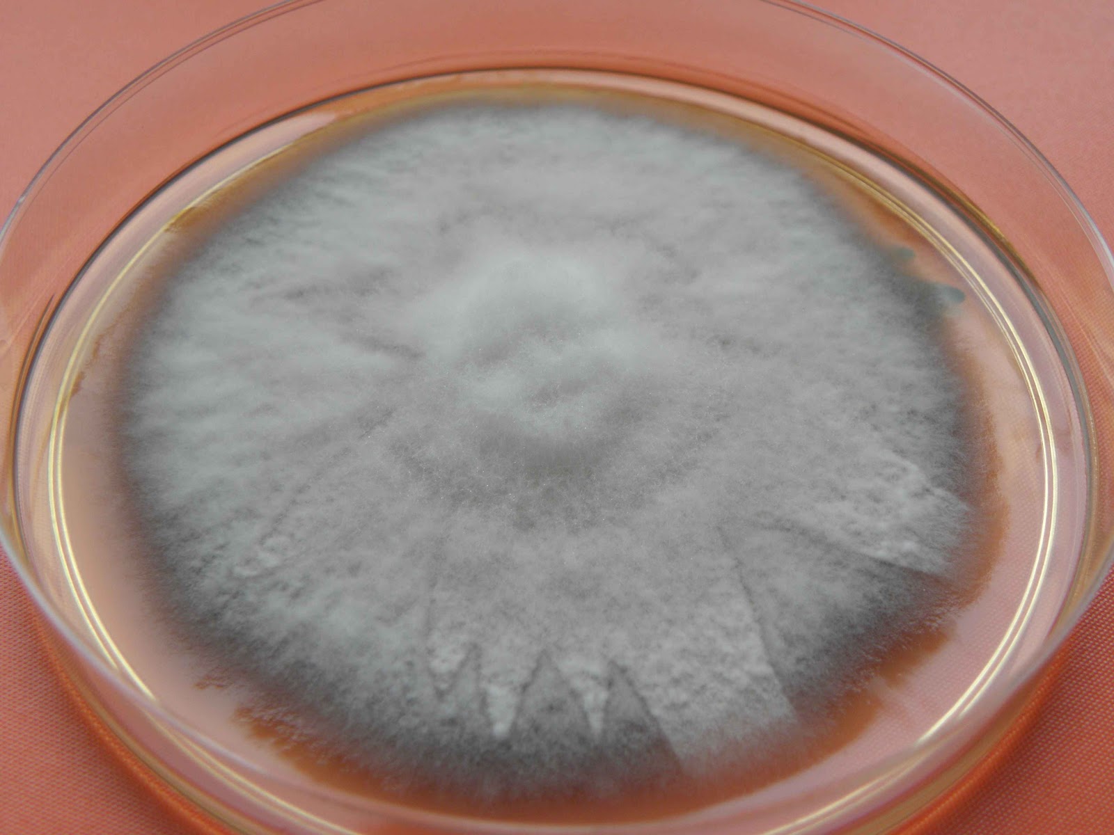 ATLAS MICOLOGIA: FUSARIUM SOLANI