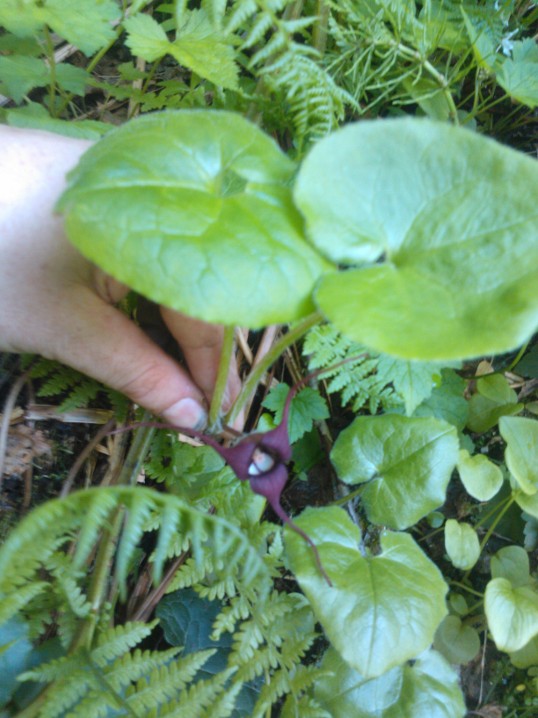 Gourmet Foragables: How to find and cook with wild edibles: Wild Ginger