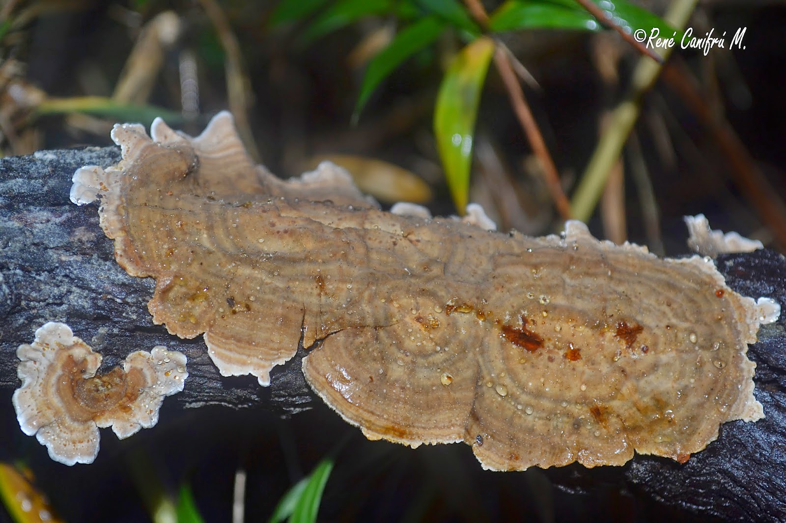 Hongos: Stereum rameale