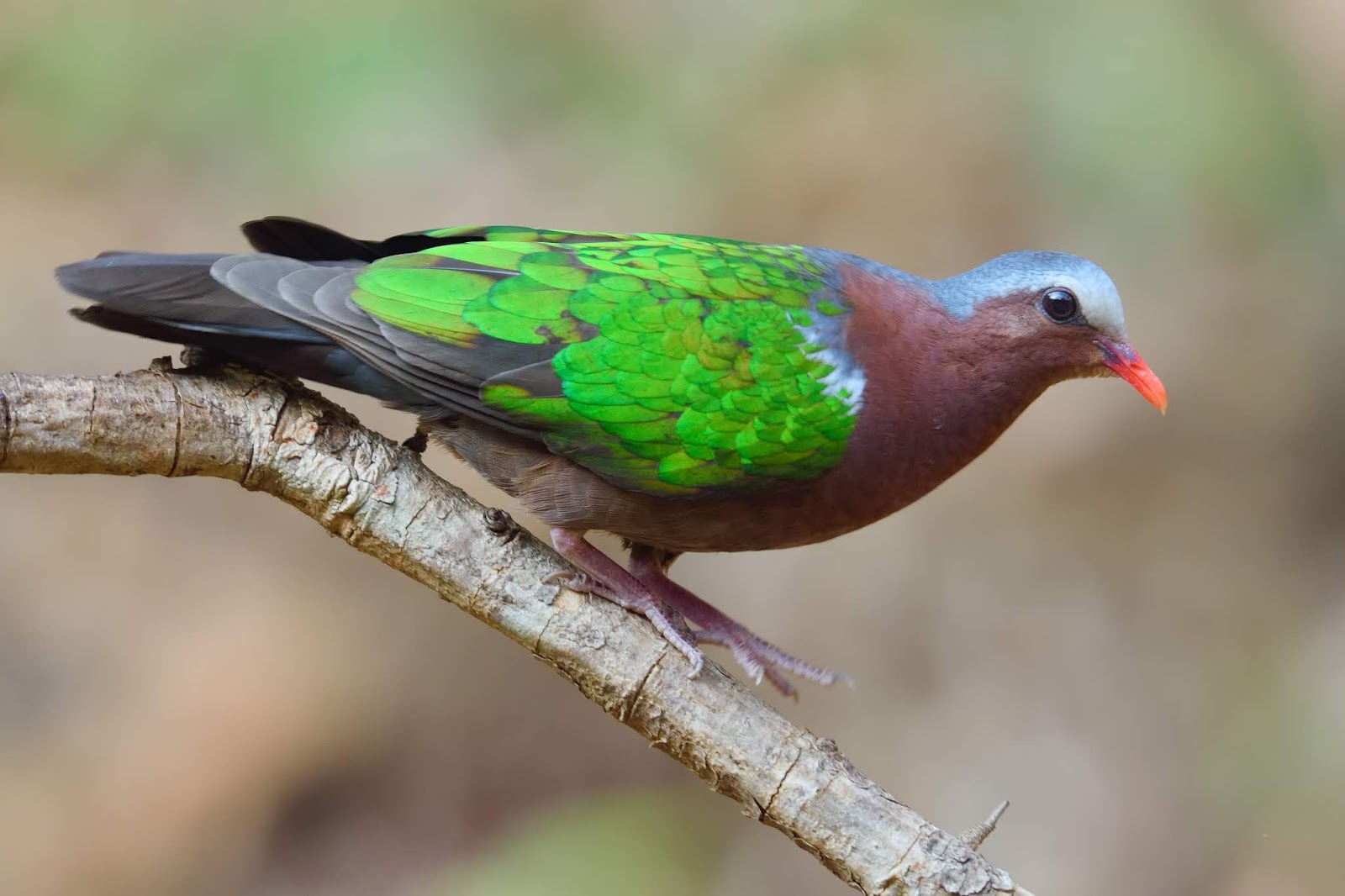 Birding and Photography Blog By Ritesh.