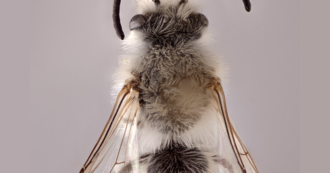 Species New to Science: [Entomology • 2017] Taxonomic Revision of the ...