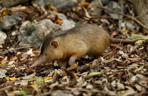 The Hispaniolan Solenodon