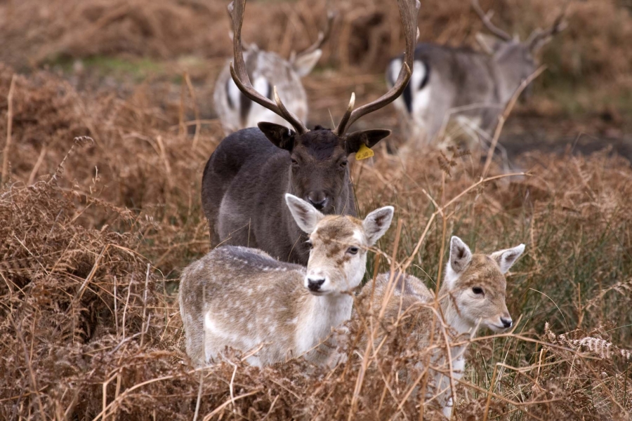 Afacerea cu cerbi lopatar: Reproducerea la cerbii lopatar