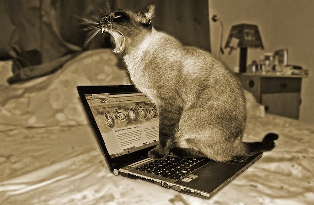 Foto-foto kucing menyebalkan | Kumpulan Gambar Kucing