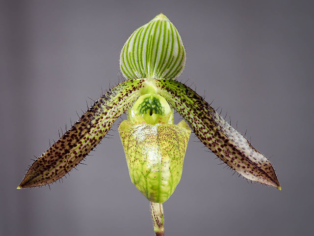 Paphiopedilum wardii