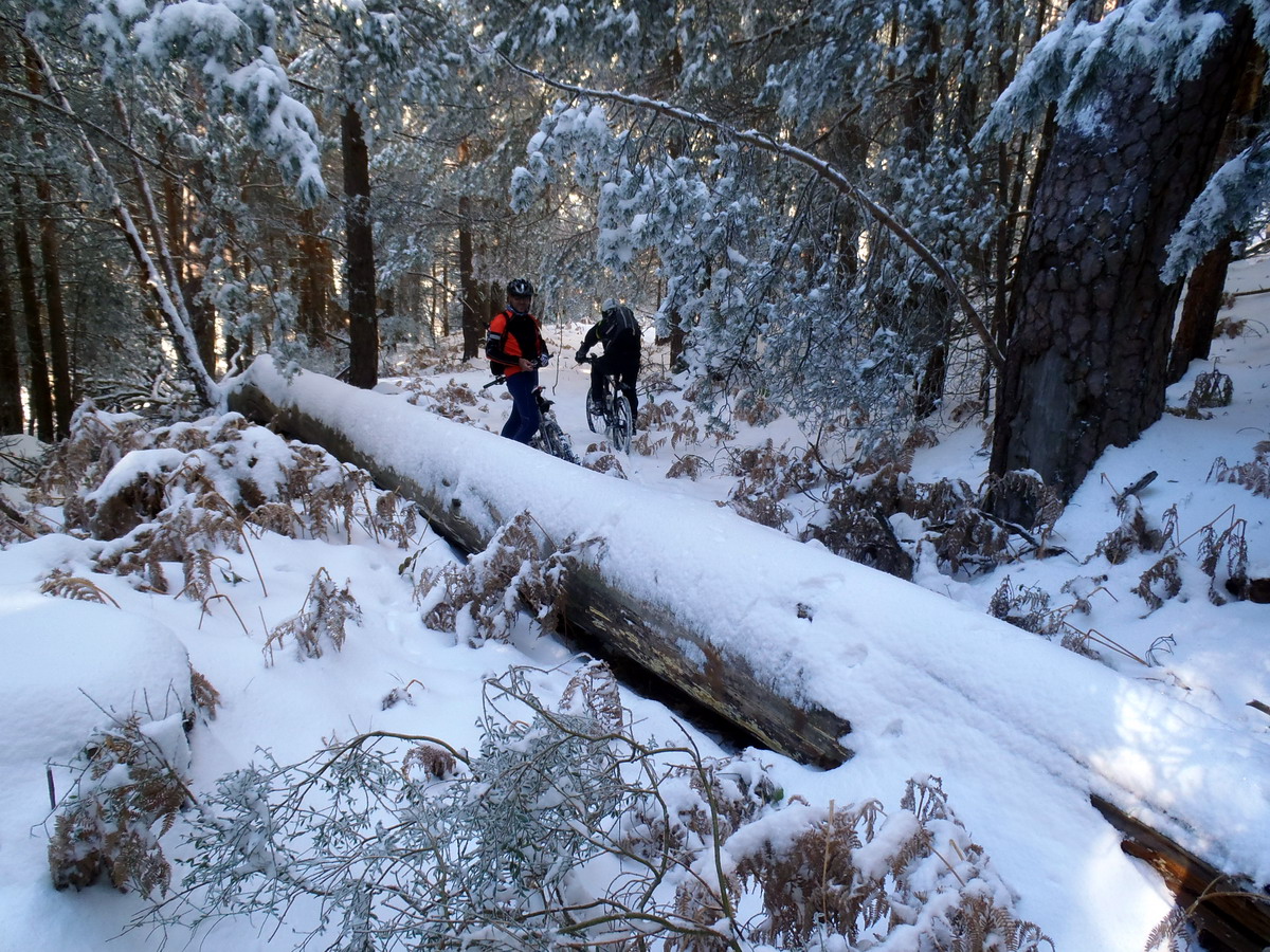 El Sherpa Loco: Más fresquitos que Walt Disney