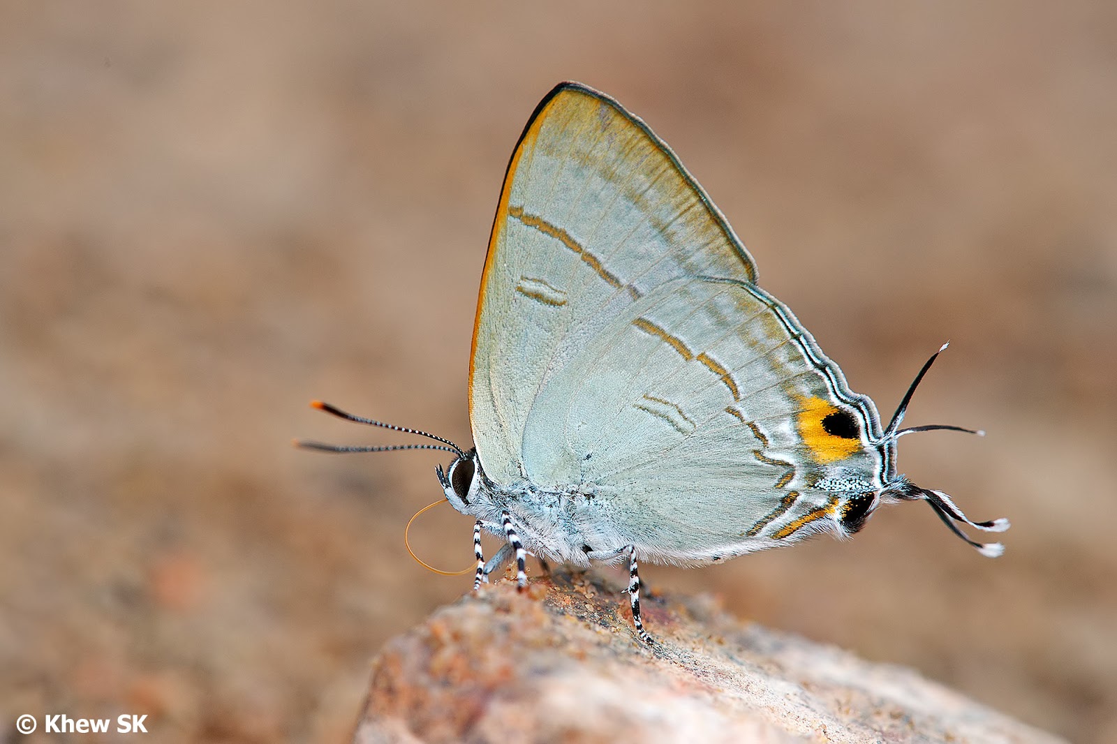 Butterflies of Singapore: Variation or Form?