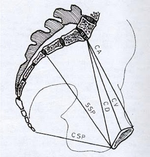Ginecologia y Obstetricia: Diametros de la Pelvis