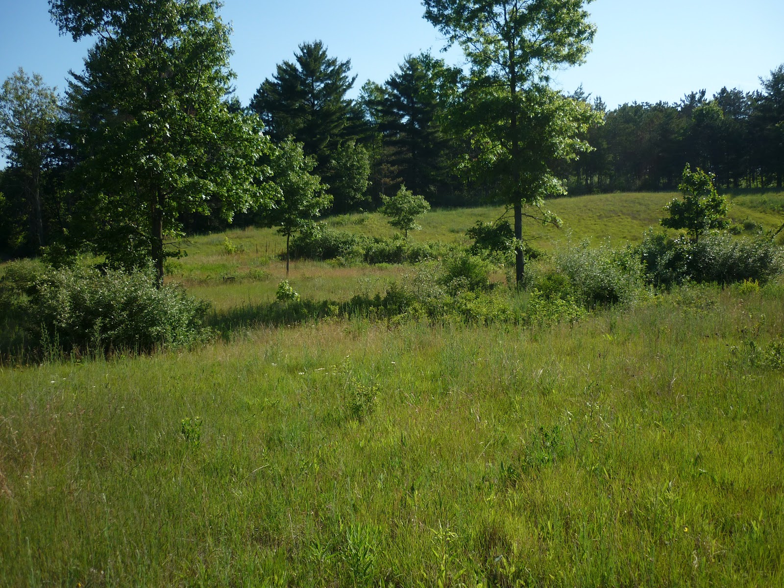 American voyages: The Eastern Forests and Plant Succession