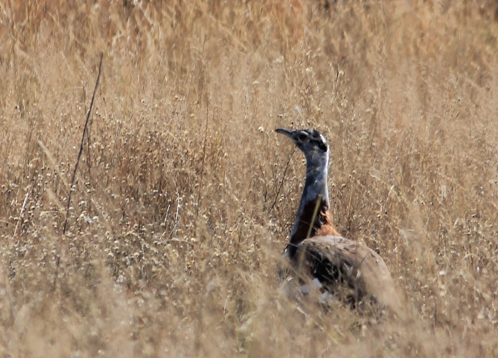 Diversity and Life: A view from the Holocene: August 2014