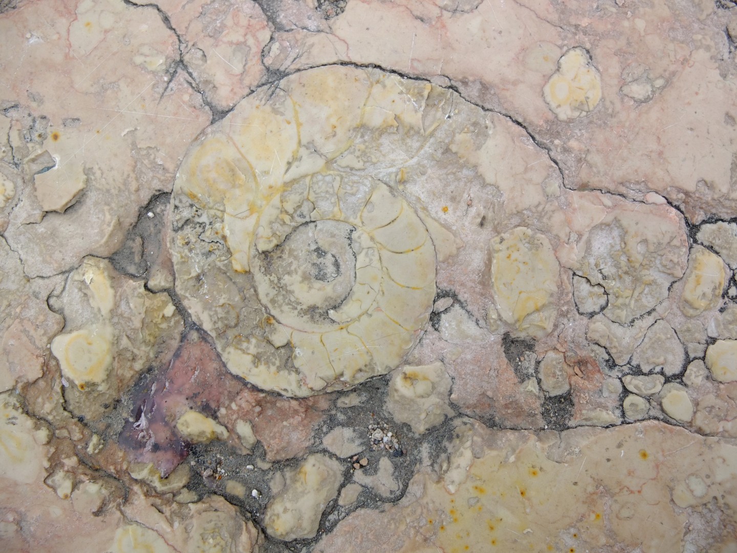 I nostri viaggi d'Italia: Fossils and other interesting stone surfaces ...